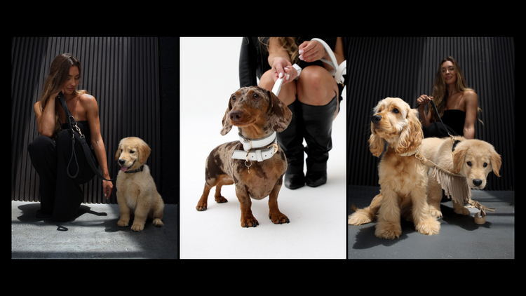 Dubai Based Luxury Leather Dog Collars, Harnesses and Leash – Collars Collective