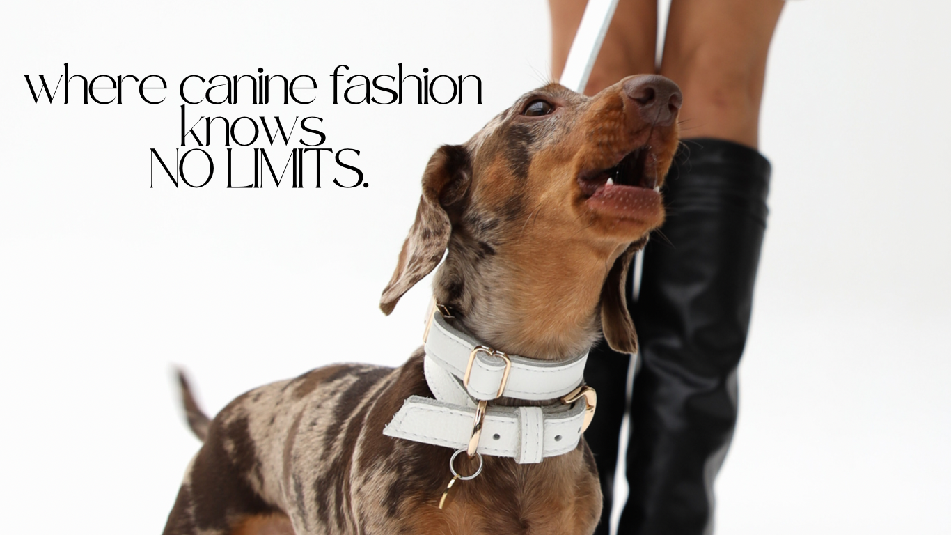 The Candy Original Collar – Collars Collective