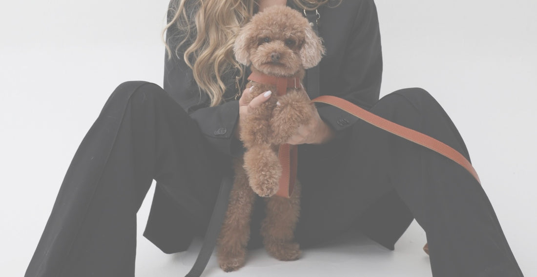 The Candy Original Collar – Collars Collective